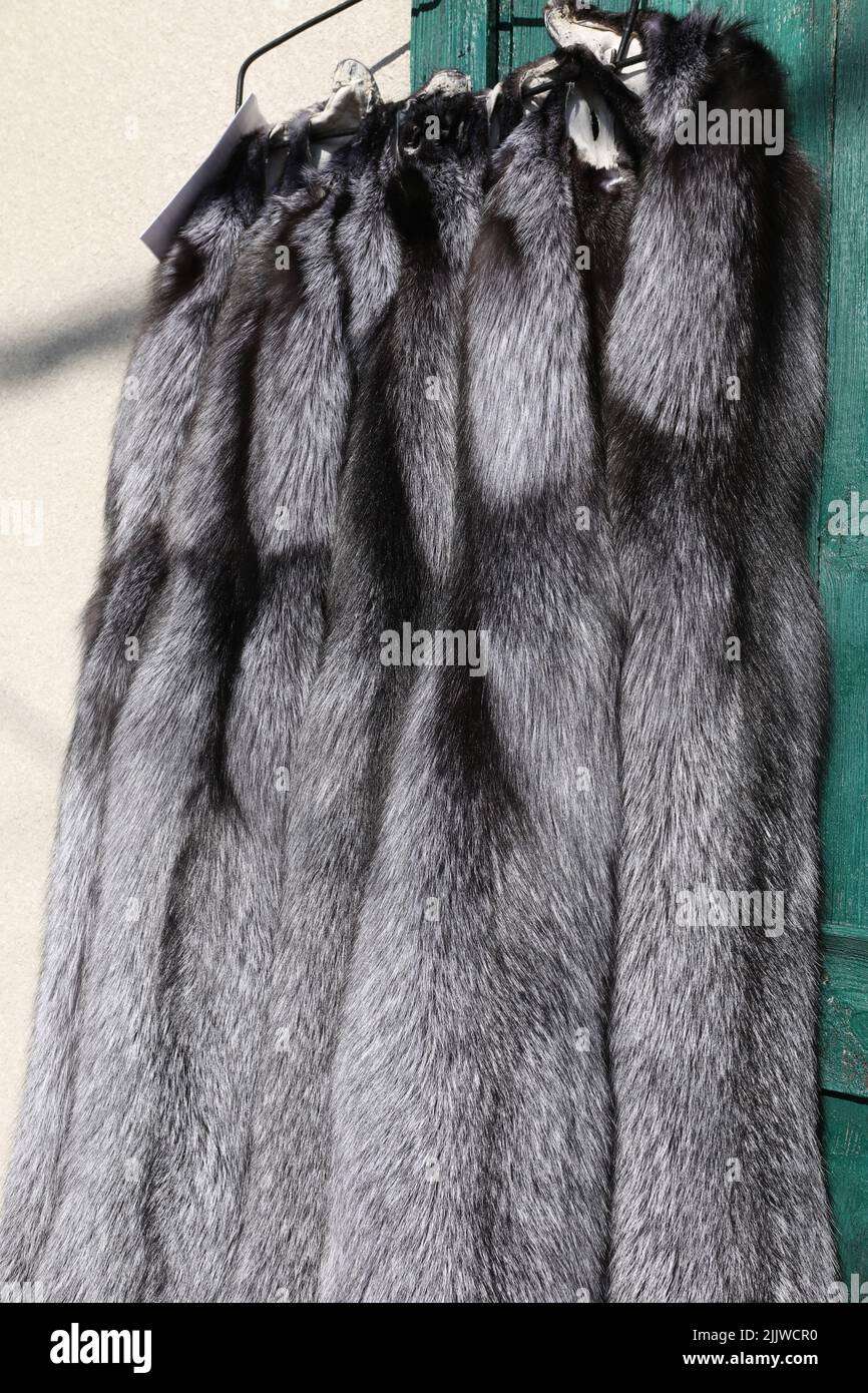 Finished skins from animals. Mink, arctic fox skins from animals. Mink ...