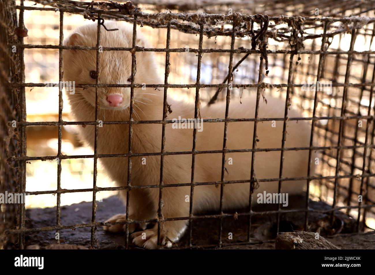 Mink farm. Production of elite fur. Animal in a cage, in the hands of a ...