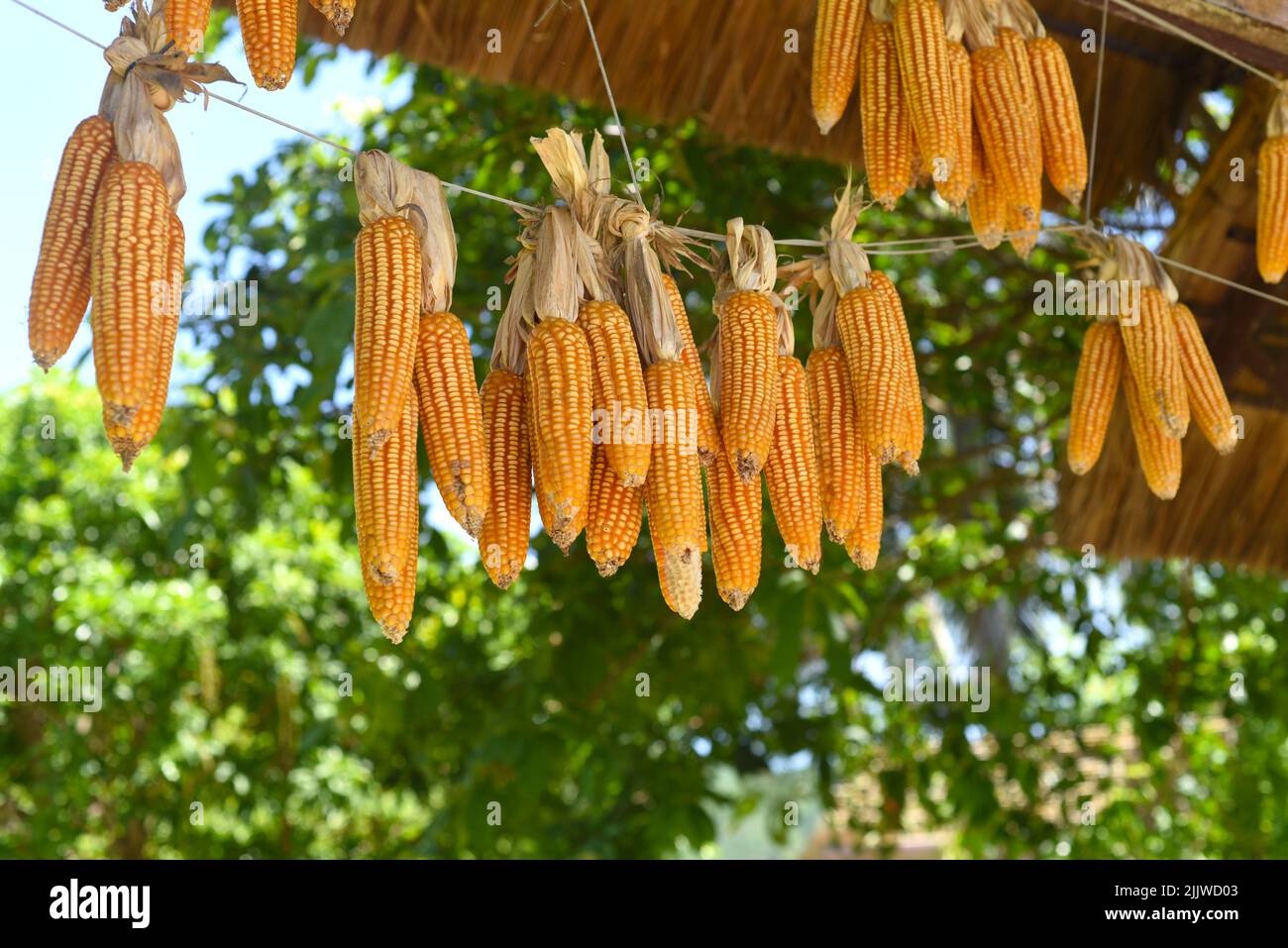 Dried maize hanging under the sun Stock Photo - Alamy