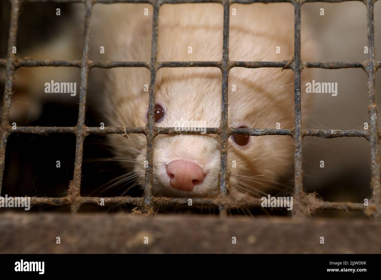 Mink farm. Production of elite fur. Animal in a cage, in the hands of a ...