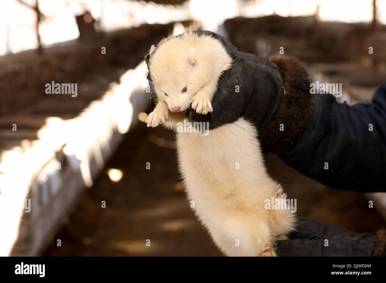 Mink farm. Production of elite fur. Animal in a cage, in the hands of a ...