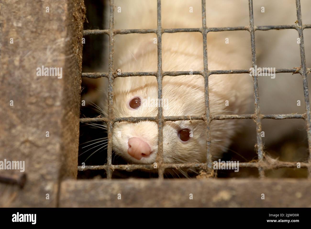 Mink farm. Production of elite fur. Animal in a cage, in the hands of a ...