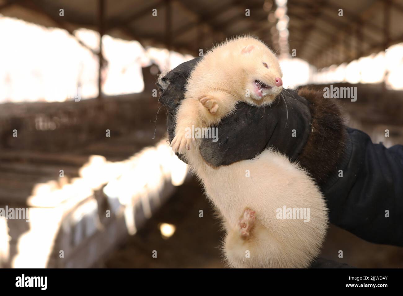 Mink farm. Production of elite fur. Animal in a cage, in the hands of a ...