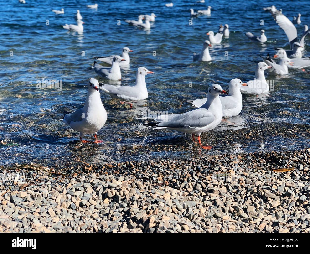 a group of black-headed gulls on the beach in Yunnan, China ...