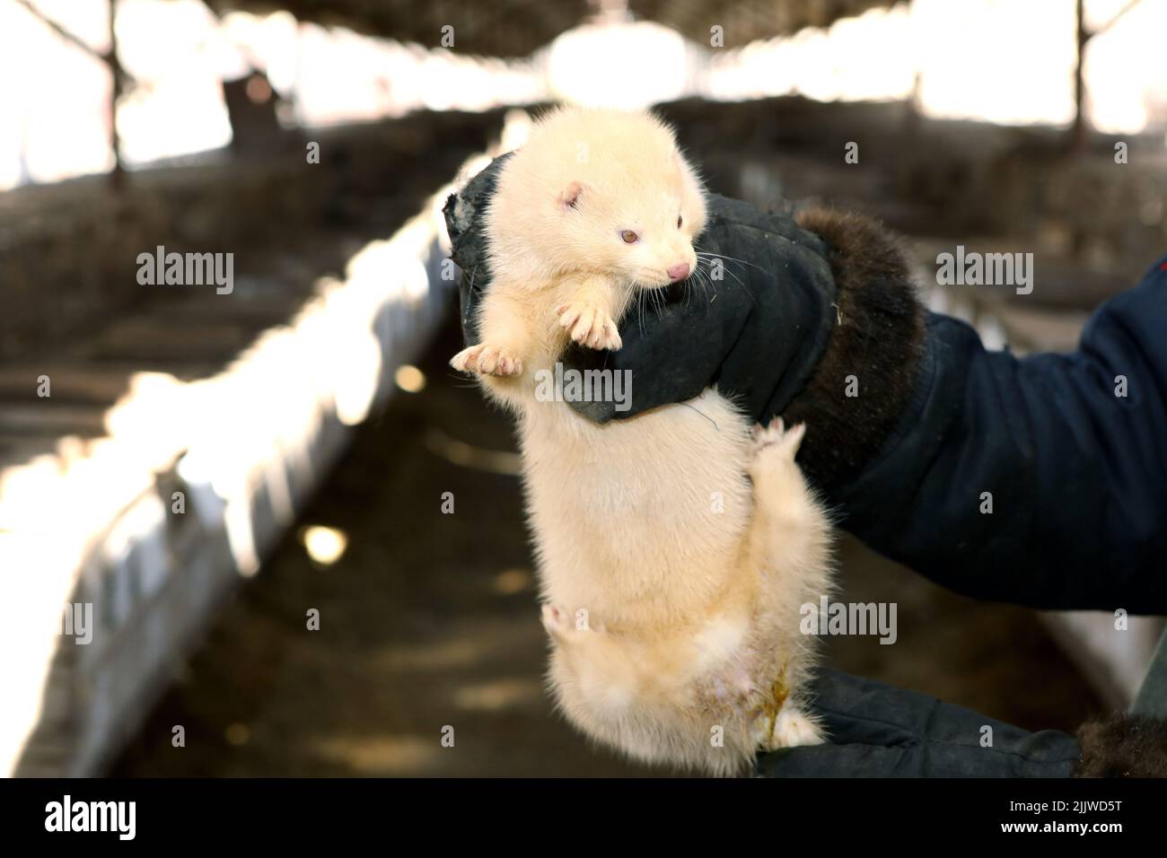 Mink farm. Production of elite fur. Animal in a cage, in the hands of a ...