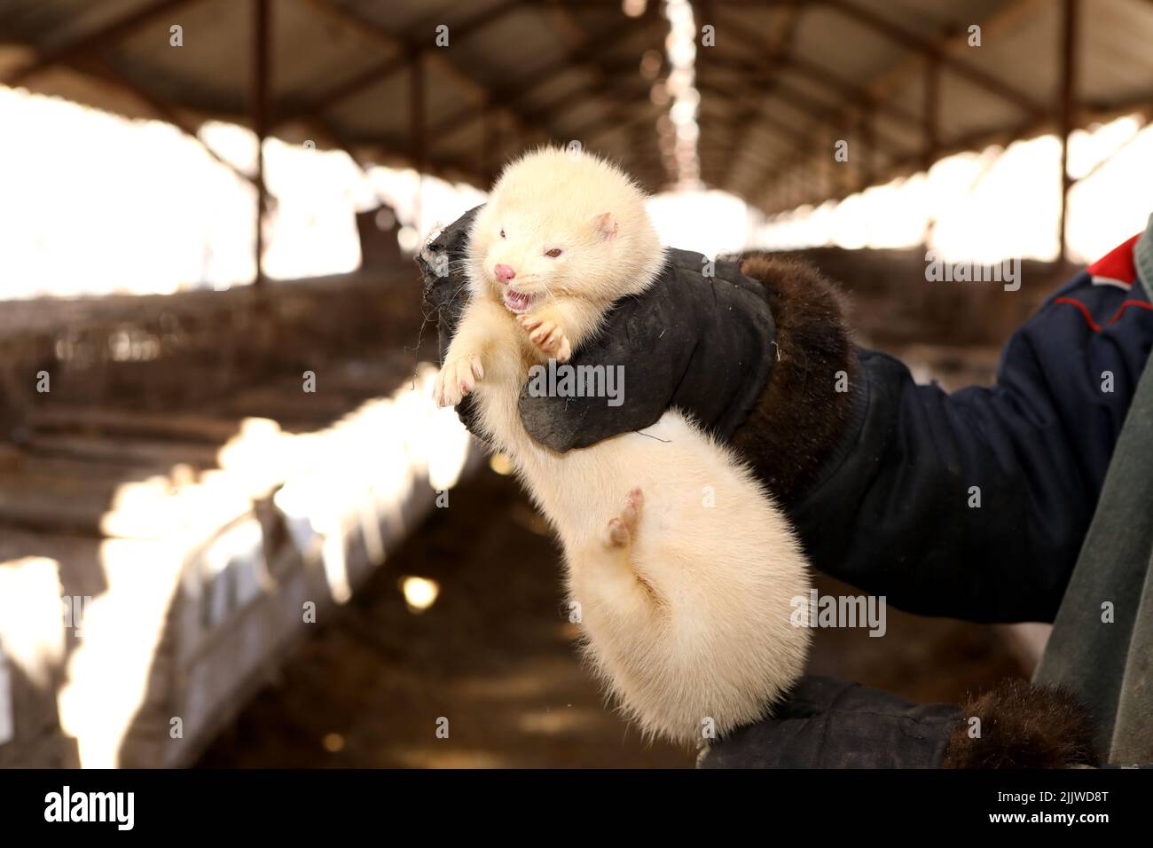 Mink farm hi-res stock photography and images - Alamy