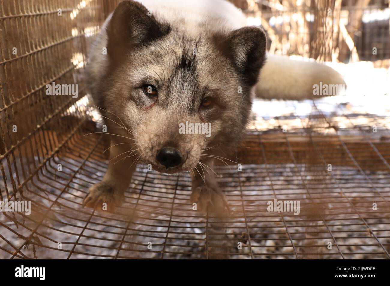 Farm for growing polar fox. Production of elite fur. An animal in a ...