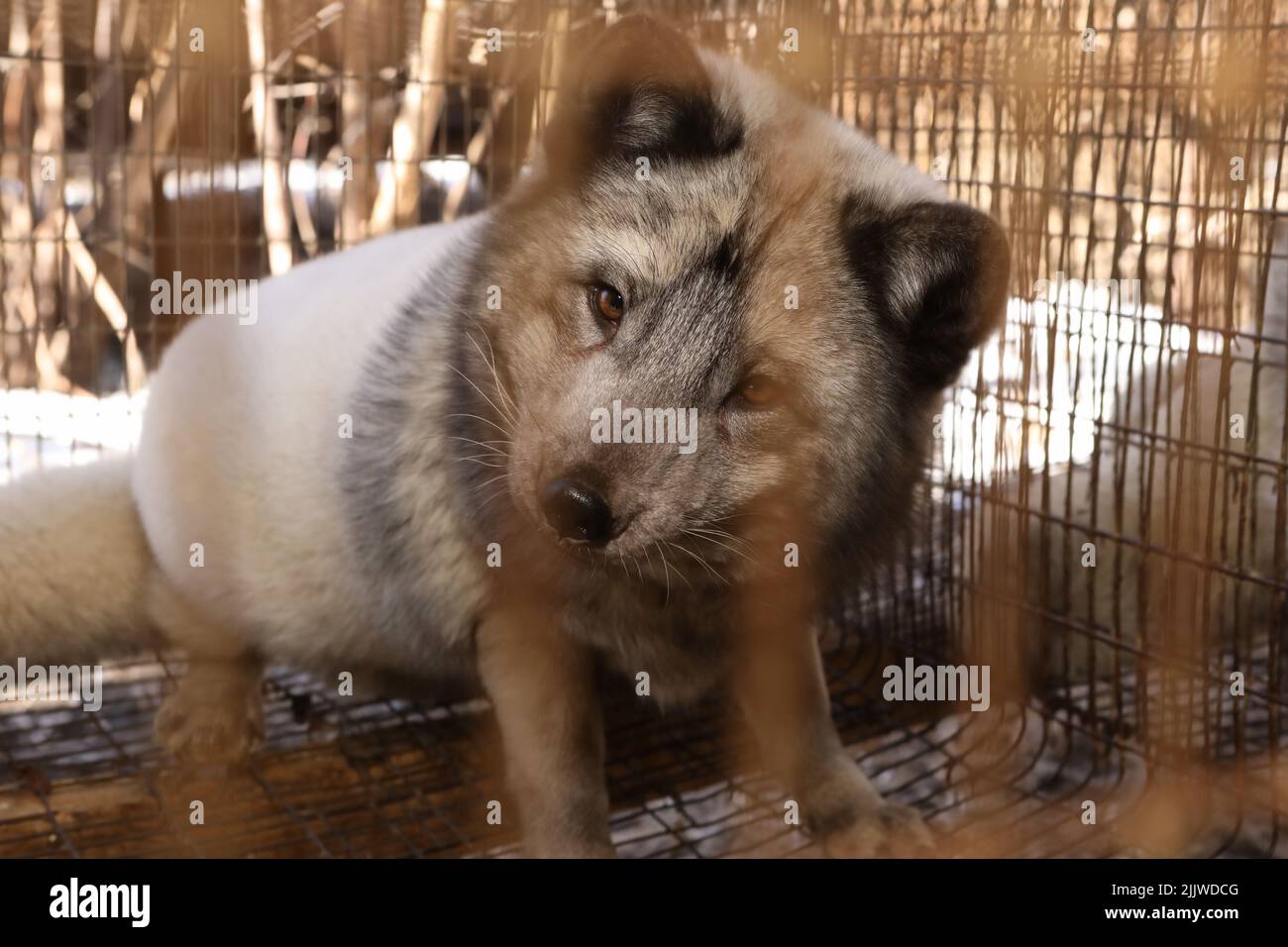 Farm for growing polar fox. Production of elite fur. An animal in a ...