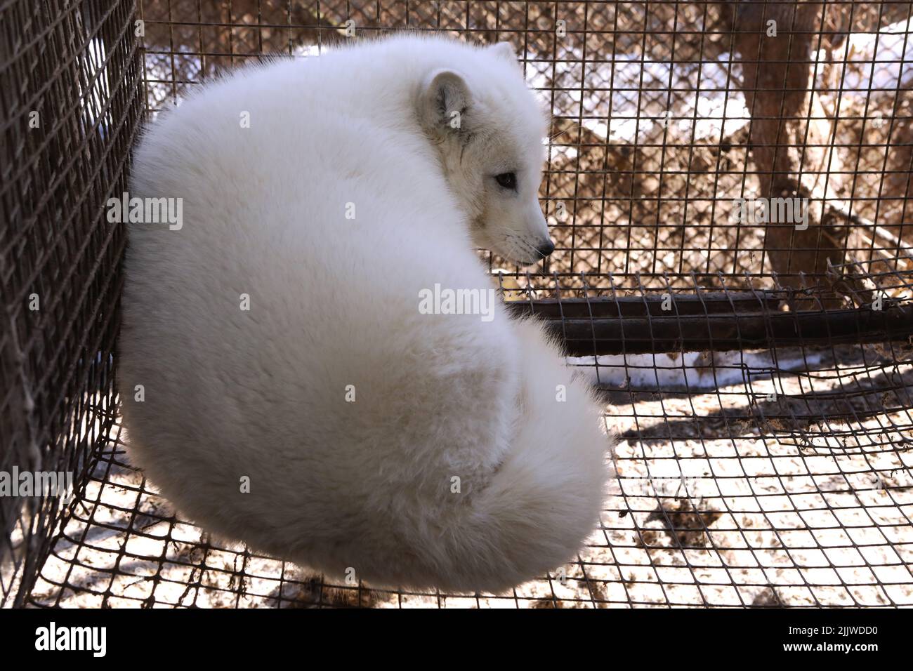 Farm for growing polar fox. Production of elite fur. An animal in a ...