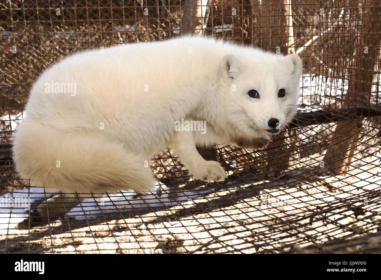 Farm for growing polar fox. Production of elite fur. An animal in a ...