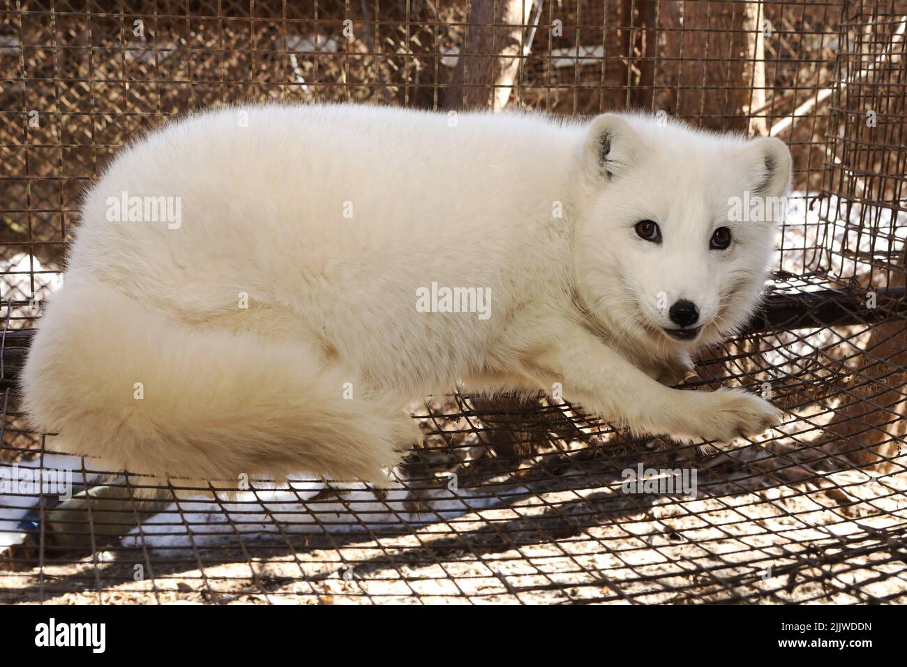 Shadow Arctic Fox