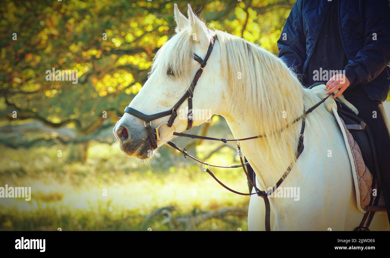 A person riding a beautiful white horse in a farm Stock Photo - Alamy