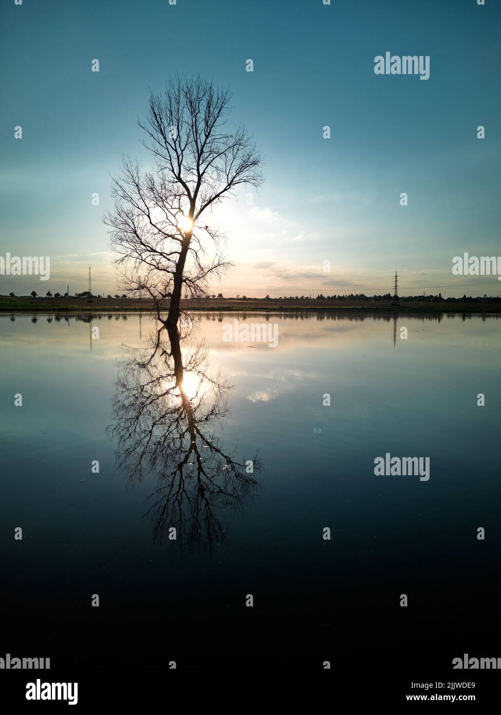 A tree growing in a lake during sunset time in July, calm surface ...