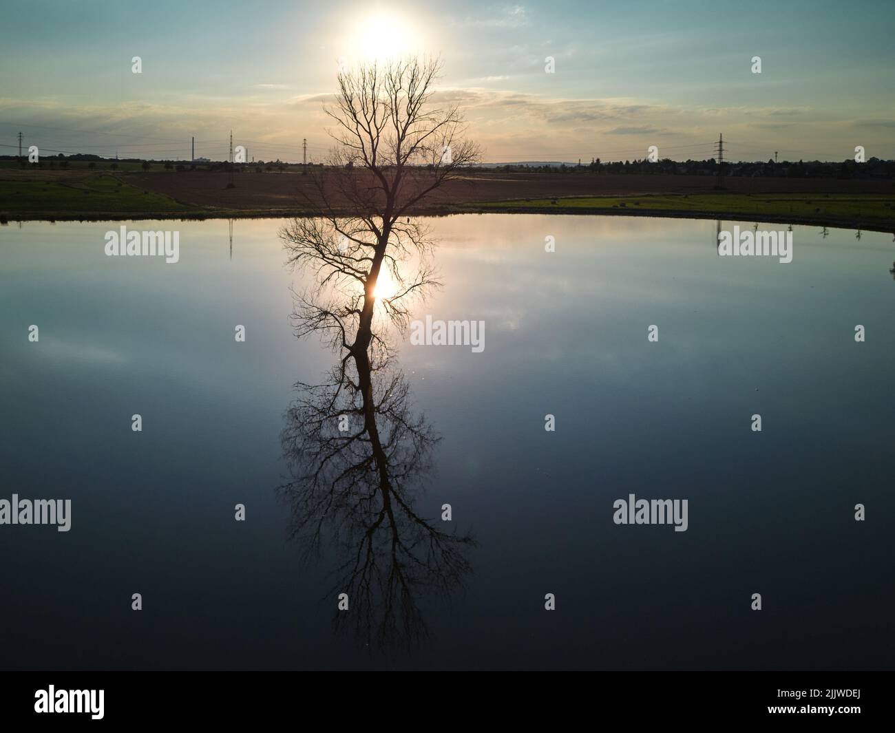 A tree growing in a lake during sunset time in July, calm surface ...