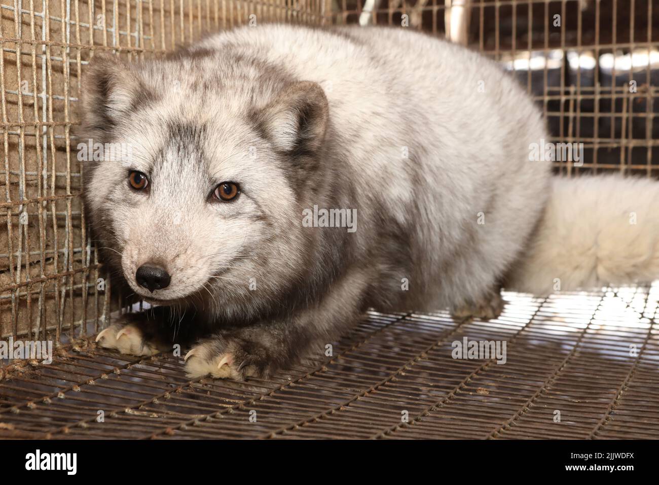 Farm for growing polar fox. Production of elite fur. An animal in a ...