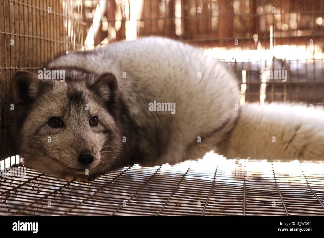 Farm for growing polar fox. Production of elite fur. An animal in a ...
