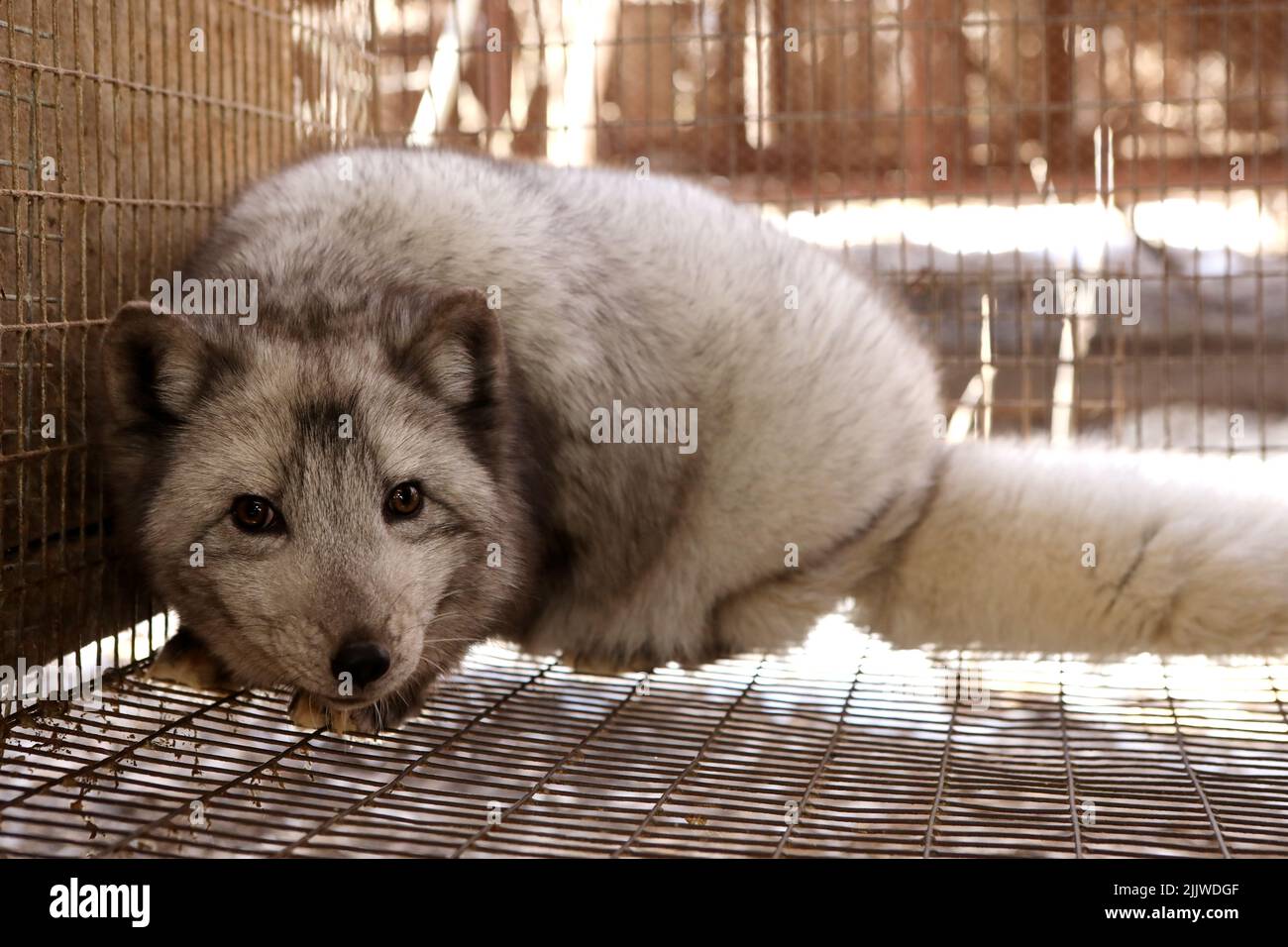 Farm for growing polar fox. Production of elite fur. An animal in a ...