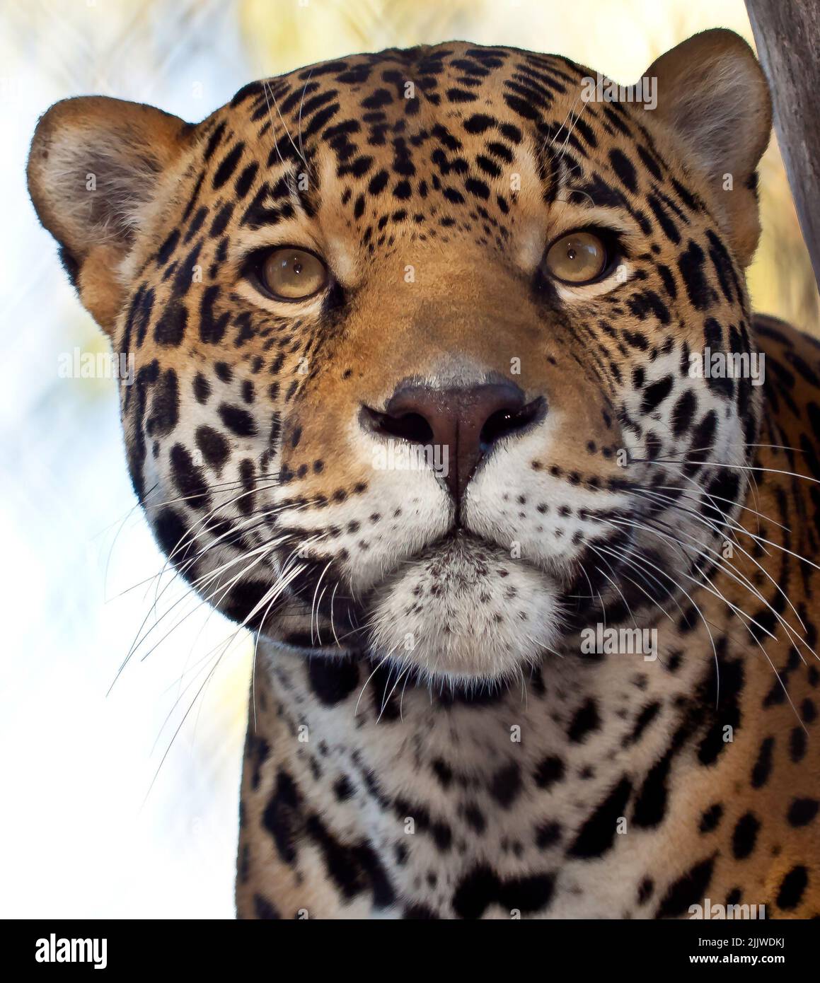 A jaguar head hi-res stock photography and images - Alamy