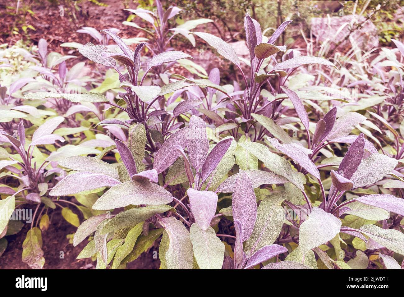 Herb garden monastery hi-res stock photography and images - Alamy