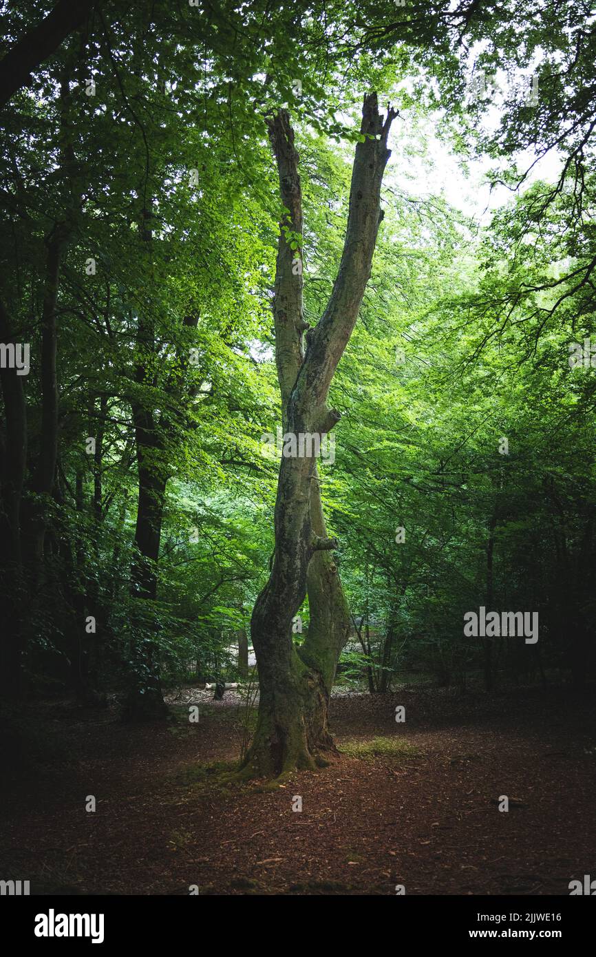 Branchless hi-res stock photography and images - Alamy