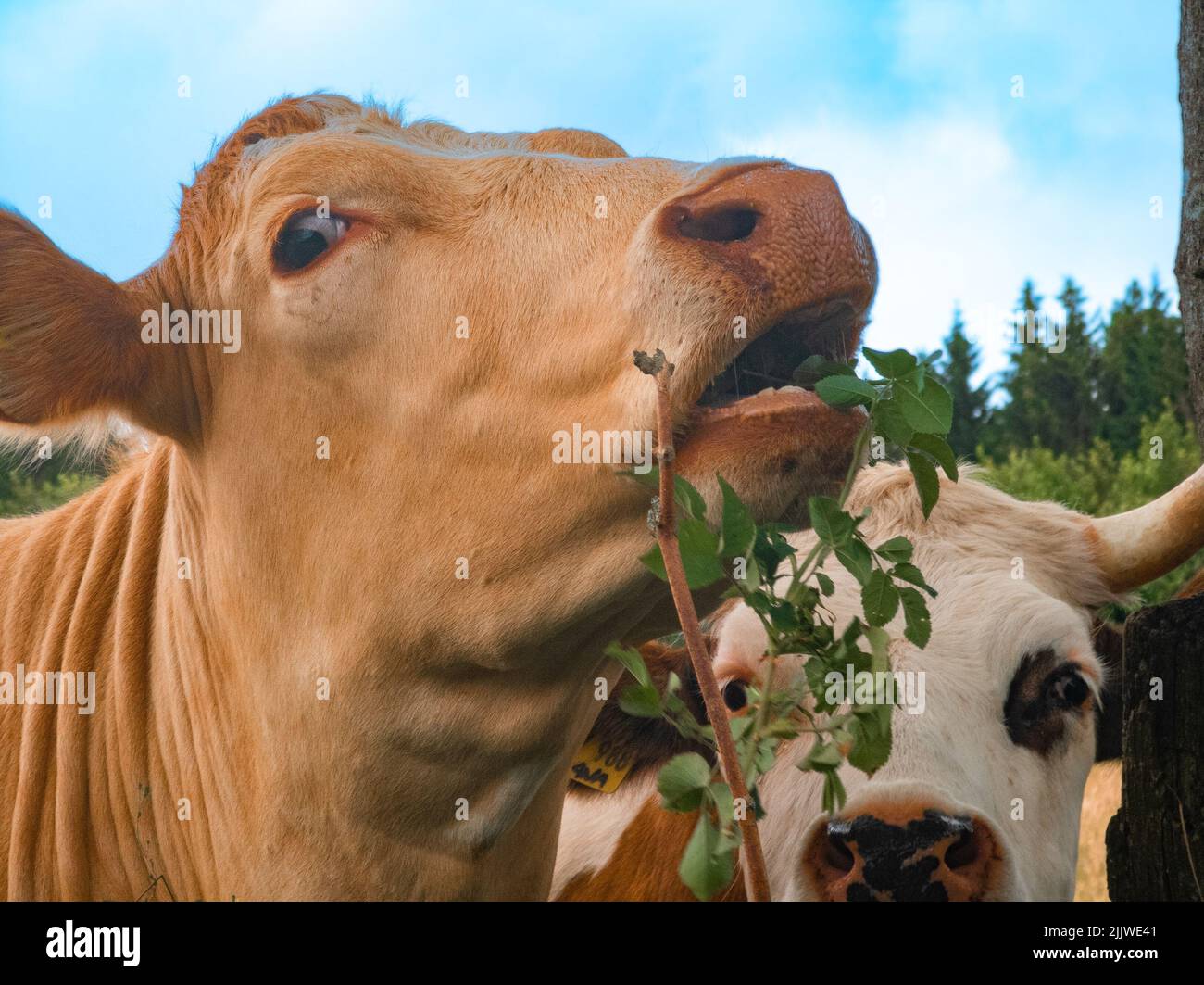The cows eating leaves of a bush Stock Photo - Alamy