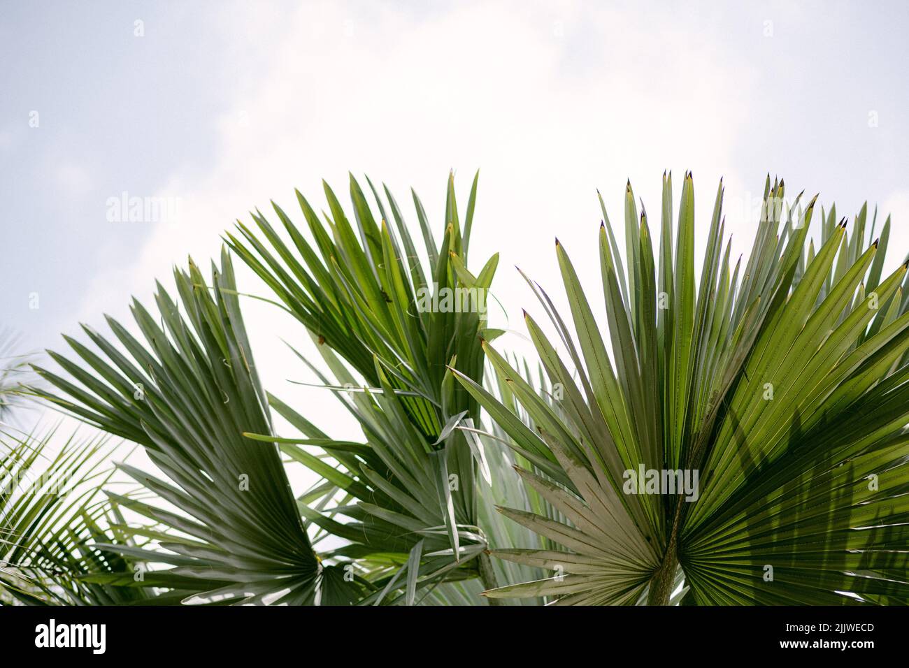 Palm shaped leaves hi-res stock photography and images - Alamy