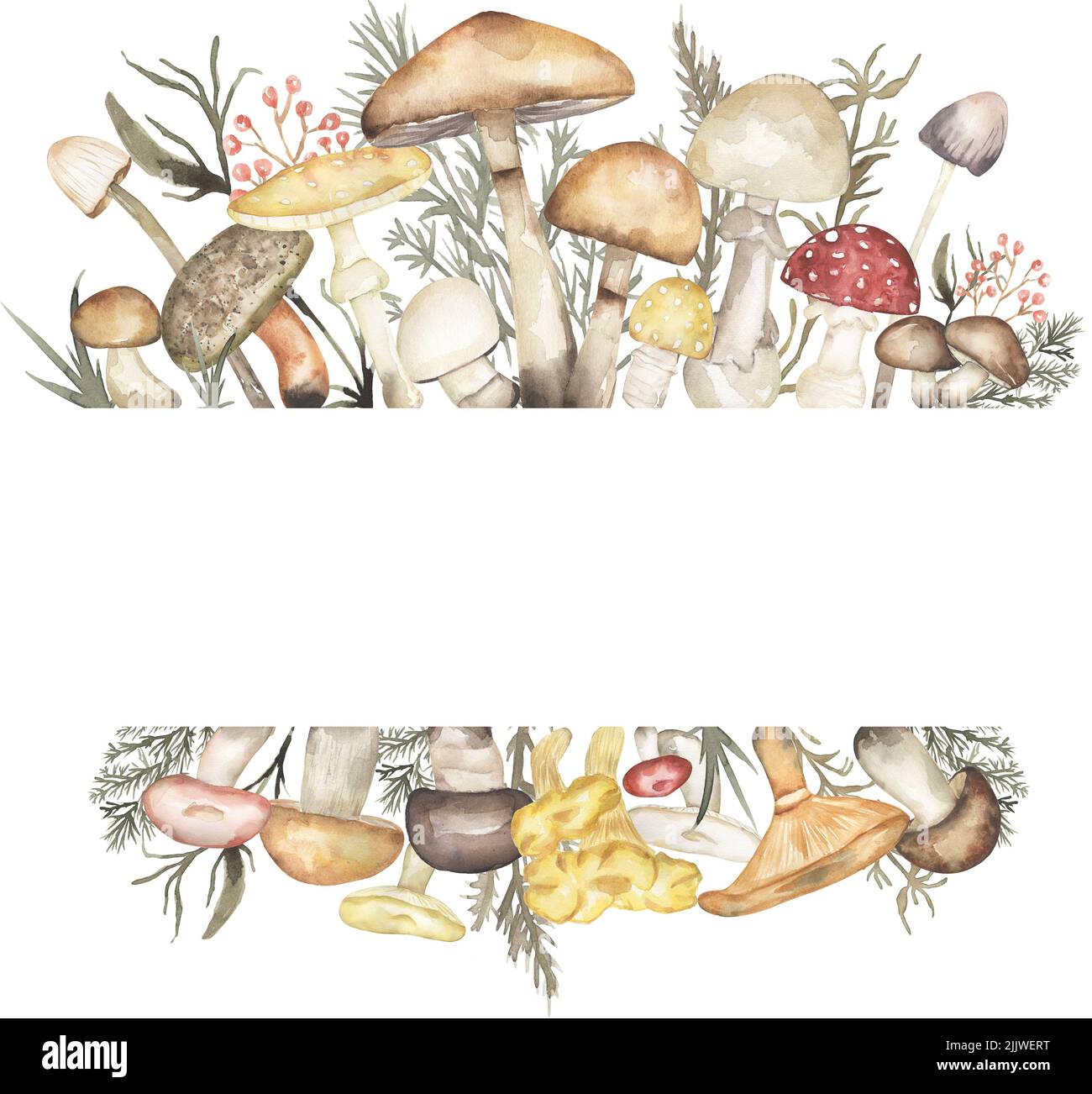 Fungi border Cut Out Stock Images & Pictures - Alamy