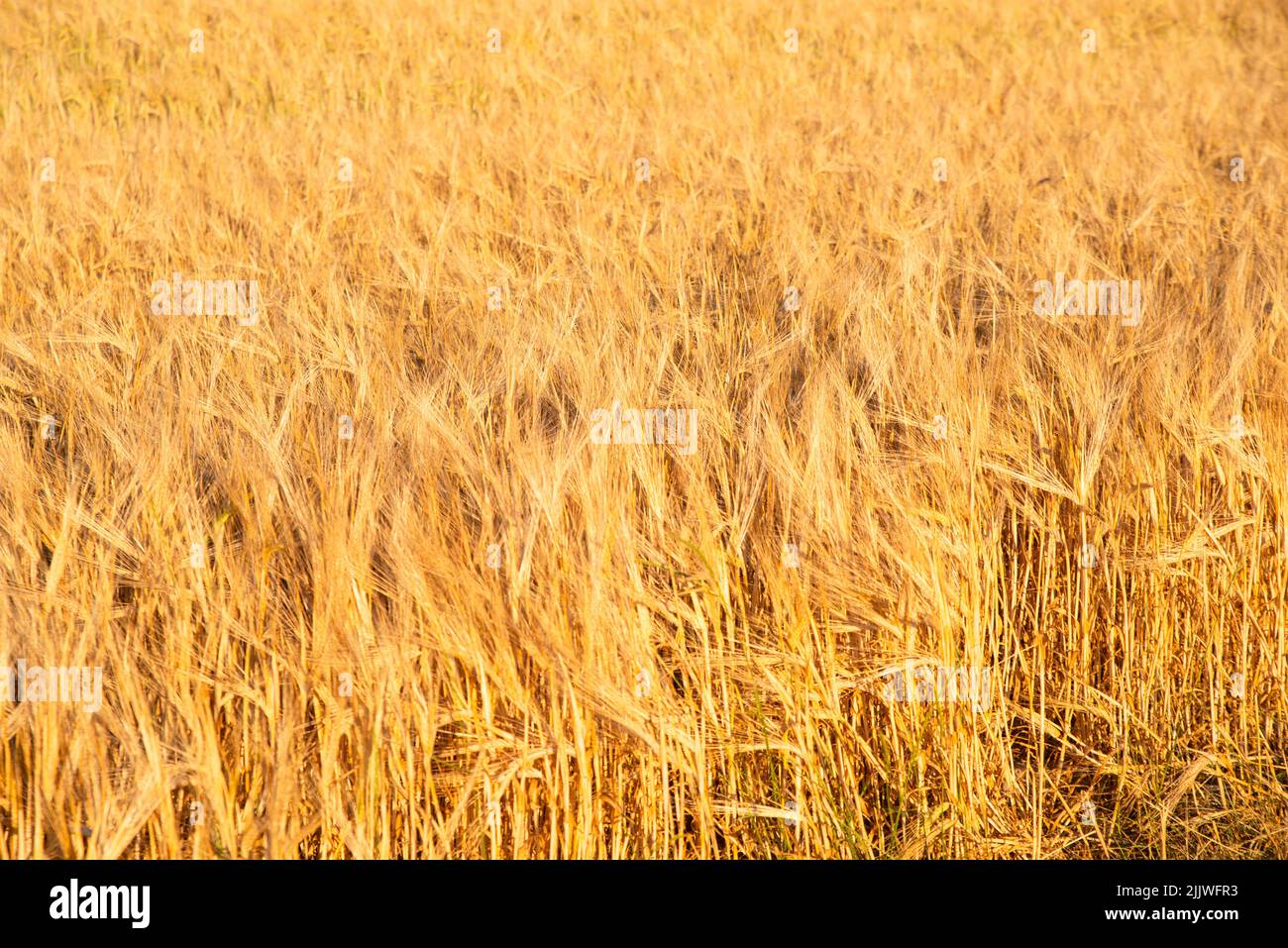 Field with cultivated barley Germany, harvest in the summer ...