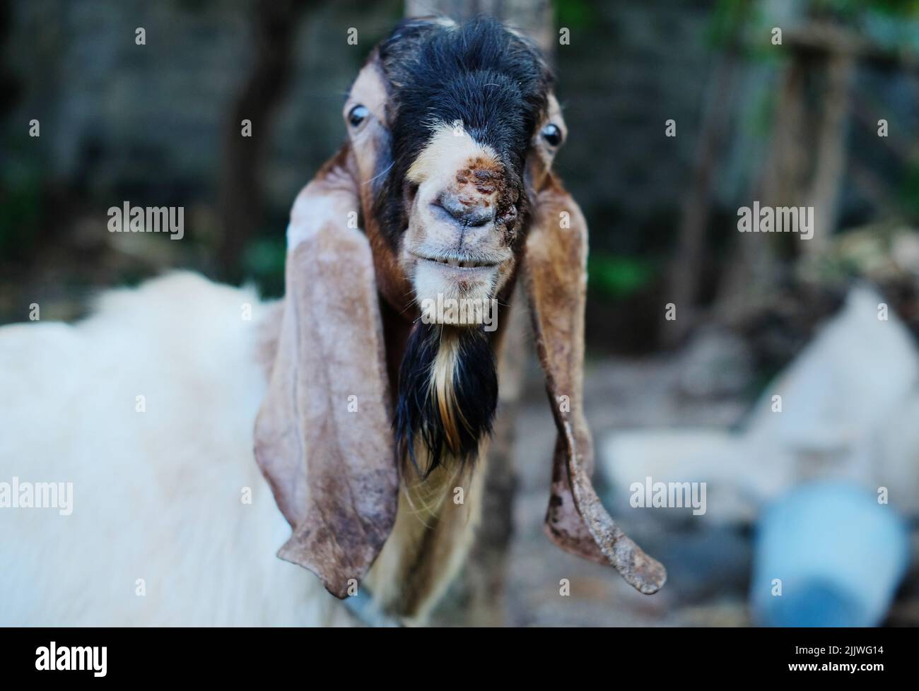 Goat isolated face front hi-res stock photography and images - Alamy