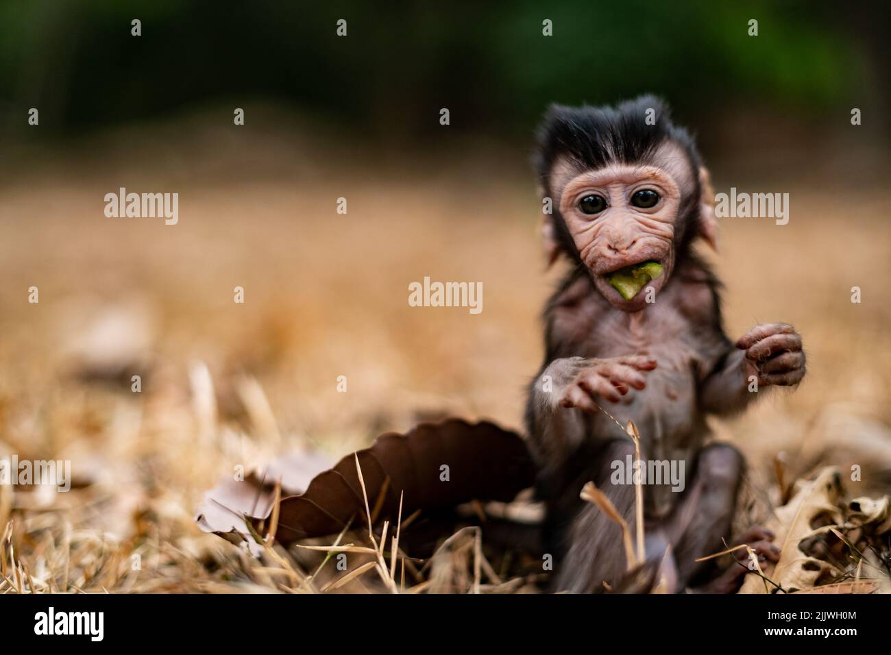 A cute baby rhesus macaque (Macaca mulatta) eating bananas Stock Photo ...