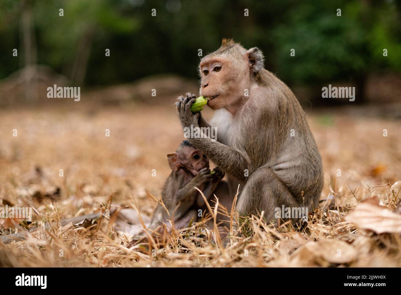 A rhesus macaque (Macaca mulatta) and its baby eating bananas Stock ...