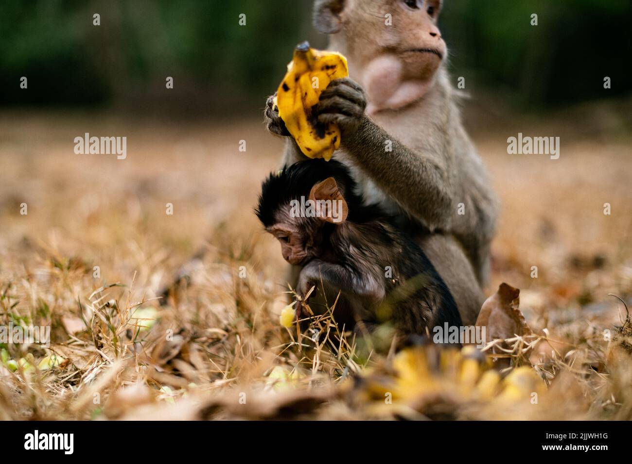A rhesus macaque (Macaca mulatta) and its baby eating bananas Stock ...