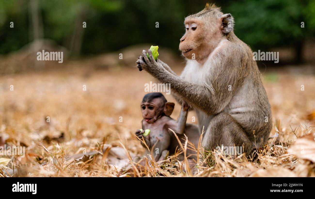 A rhesus macaque (Macaca mulatta) and its baby eating bananas Stock ...