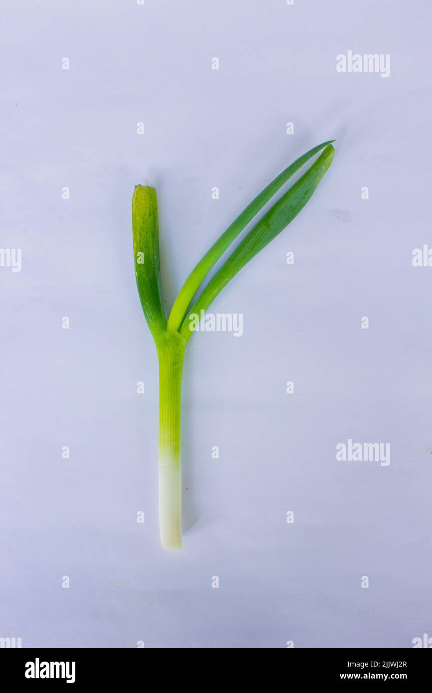raw organic leek and leek slice isolated on white background Stock ...