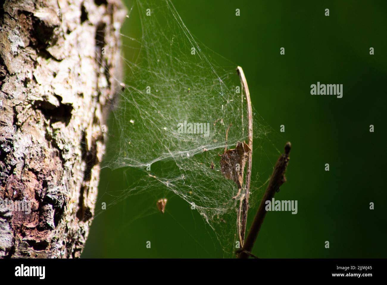 A tree trunk and a stick wrapped in cobwebs Stock Photo - Alamy