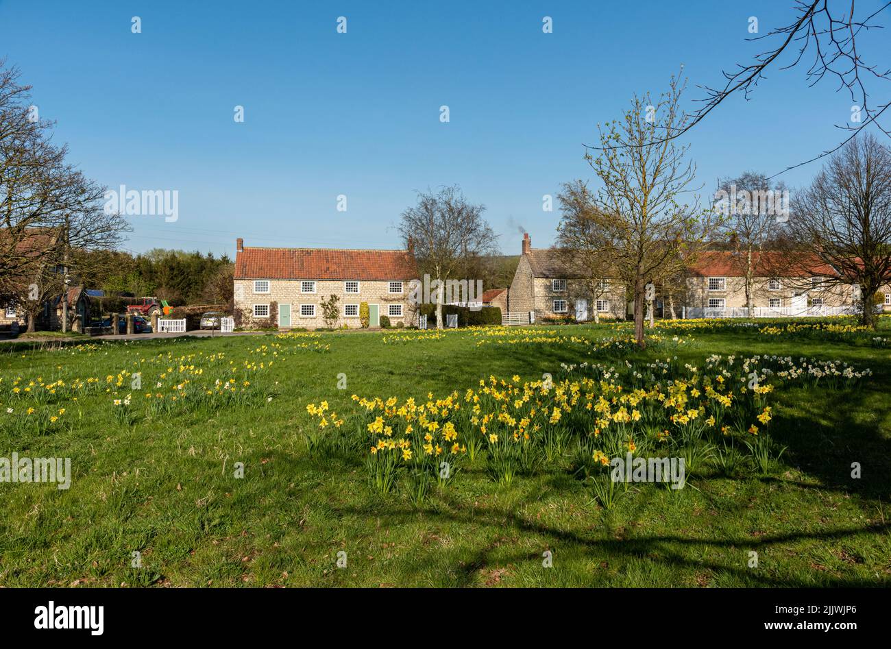 Spring dafodils in Settrington village, near Malton, North Yorkshire ...