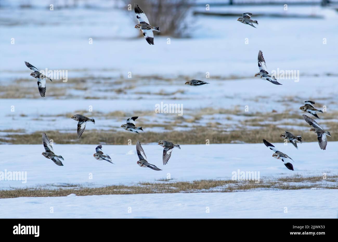 A flock of snow bunting flying across snow covered ground in Canada ...