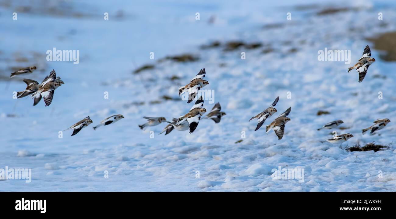 Snow bunting in flight bird hi-res stock photography and images - Alamy