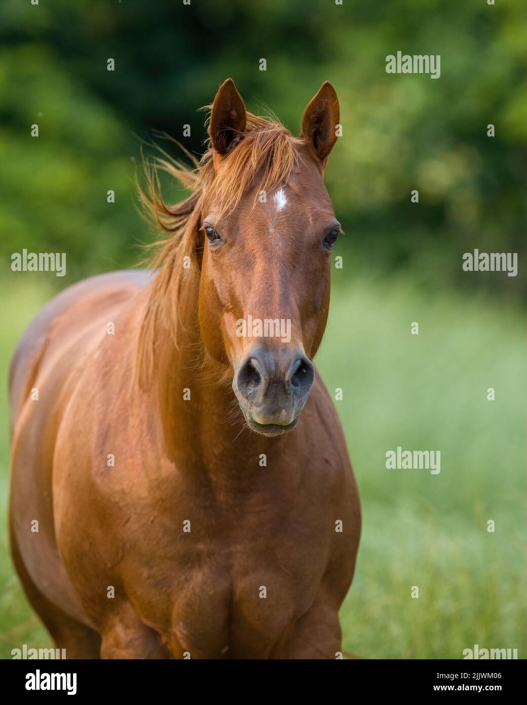 A brown horse running on the field Stock Photo - Alamy