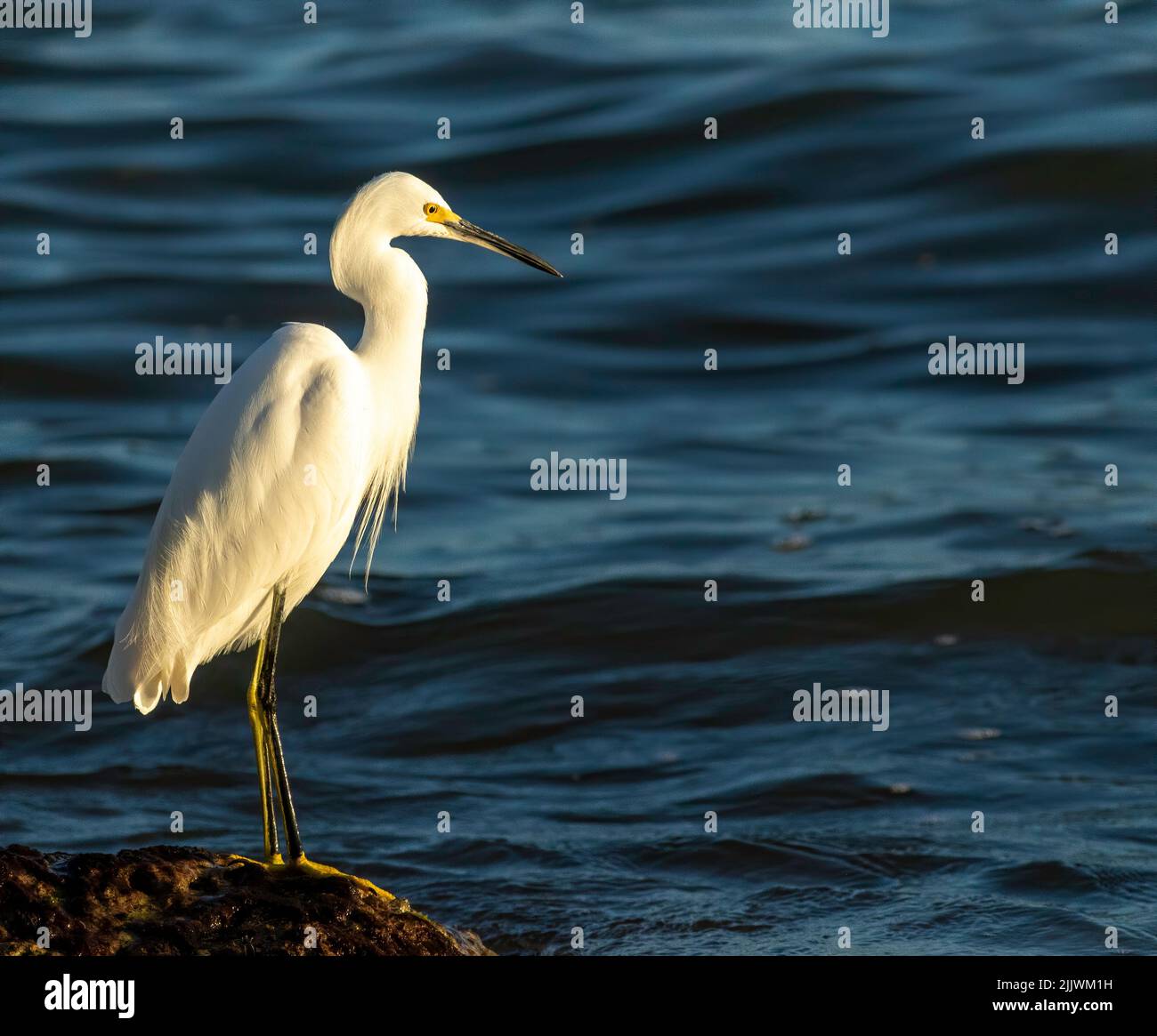 A snowy egret hunts the shoreline of the ocean for small baitfish in ...