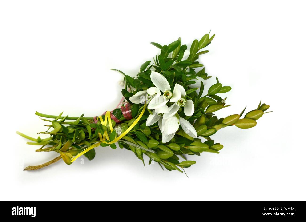 Beautiful snowdrops bouquet on white background Stock Photo - Alamy