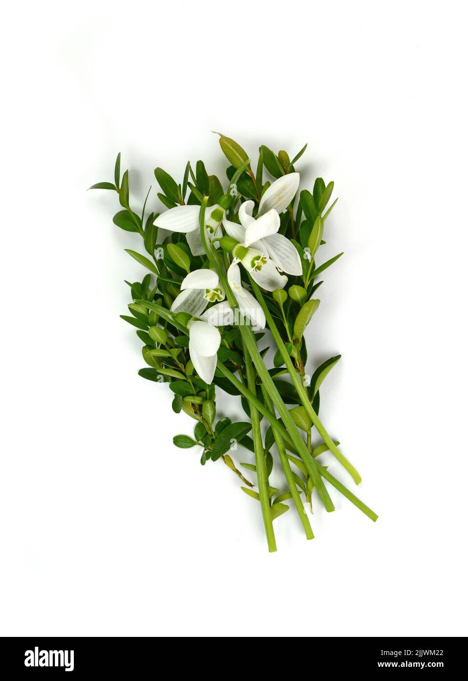 Beautiful snowdrops bouquet on white background Stock Photo - Alamy