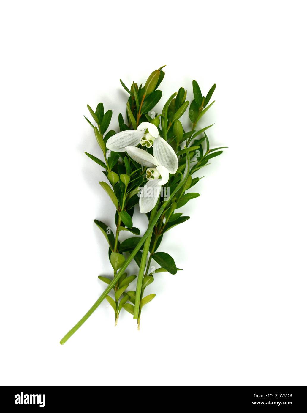 Beautiful snowdrops bouquet on white background Stock Photo - Alamy