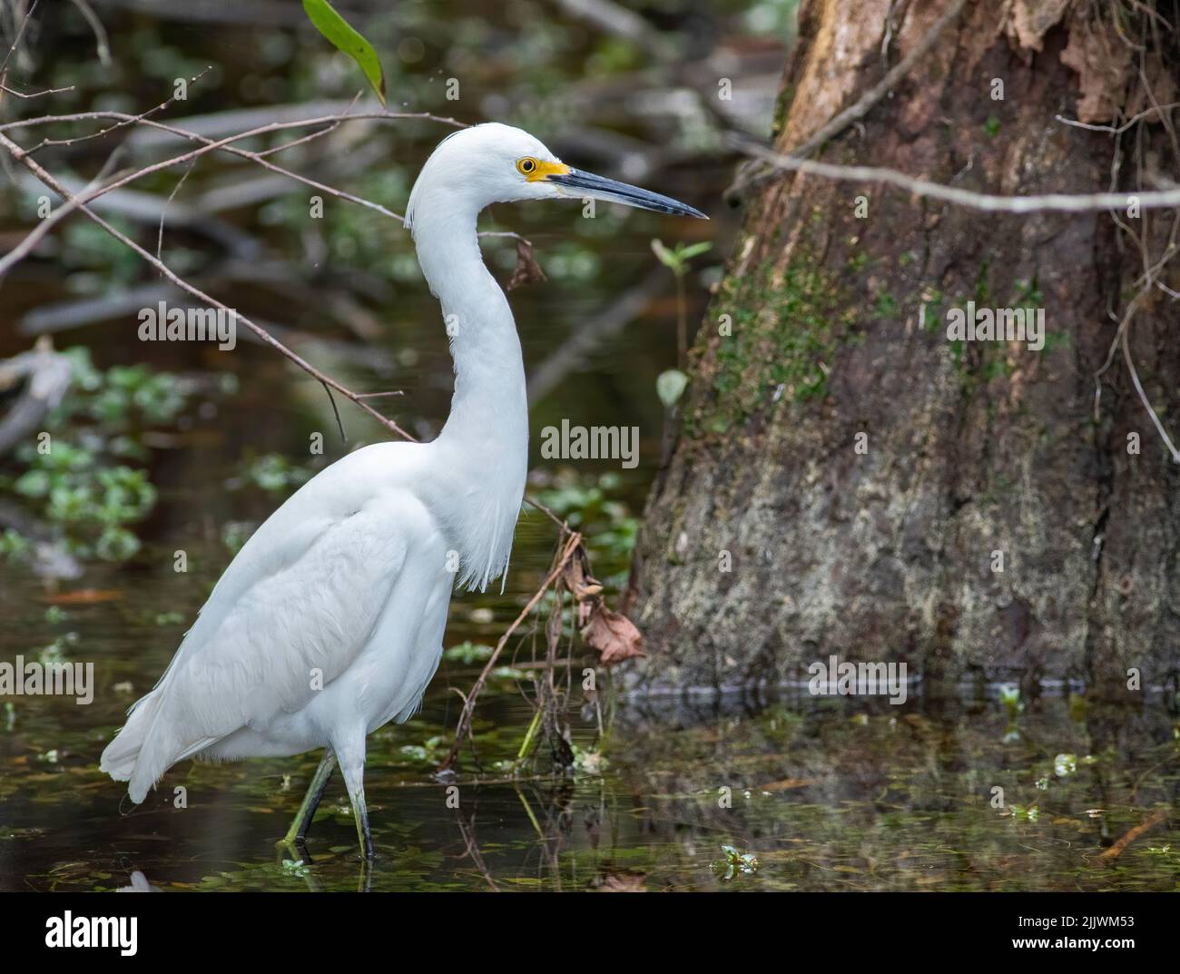 A snowy egret hunting in the cypress swamp in South Florida Stock Photo ...