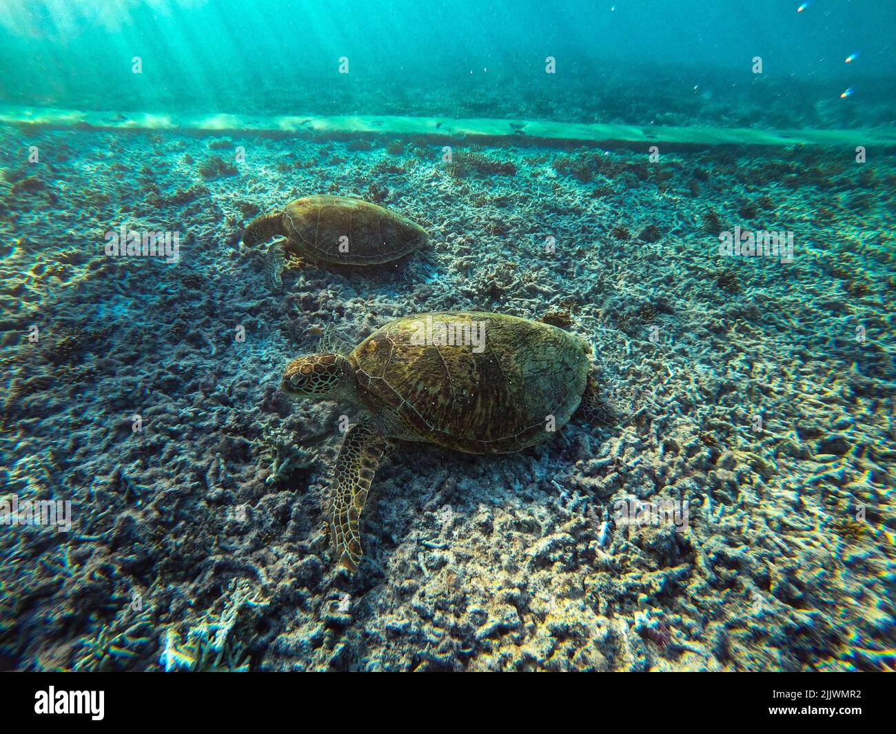 Green sea turtles great barrier reef hi-res stock photography and ...