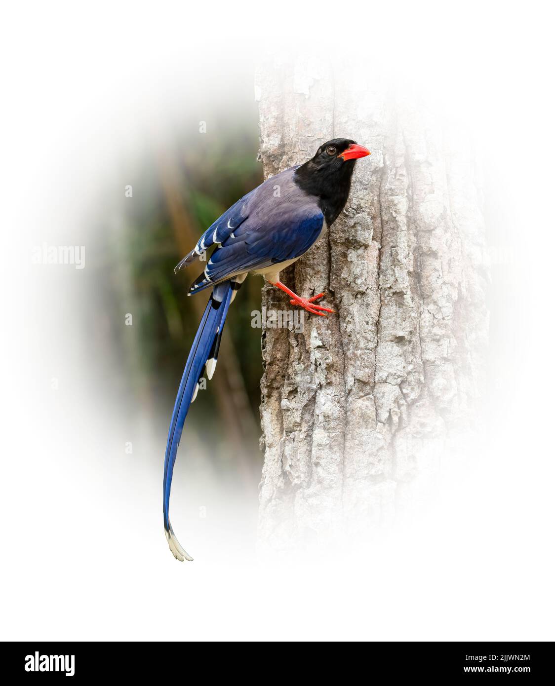 Red-billed Blue Magpie perching on tree trunk looking into a distance ...