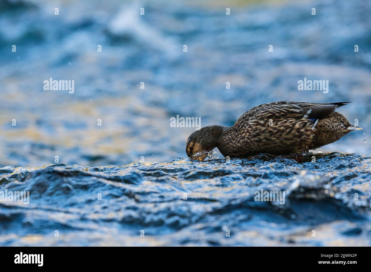 An action packed image of a female mallard duck / arty Stock Photo - Alamy