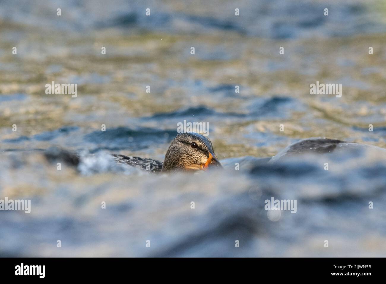 An action packed image of a female mallard duck / arty Stock Photo - Alamy