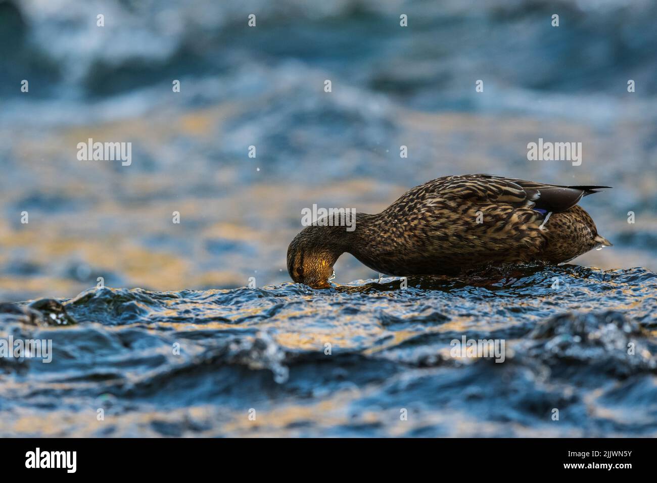 An action packed image of a female mallard duck / arty Stock Photo - Alamy