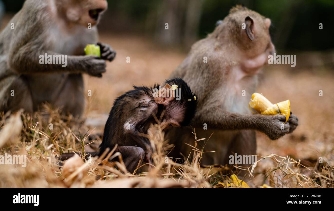 Monkeys eating bananas hi-res stock photography and images - Alamy